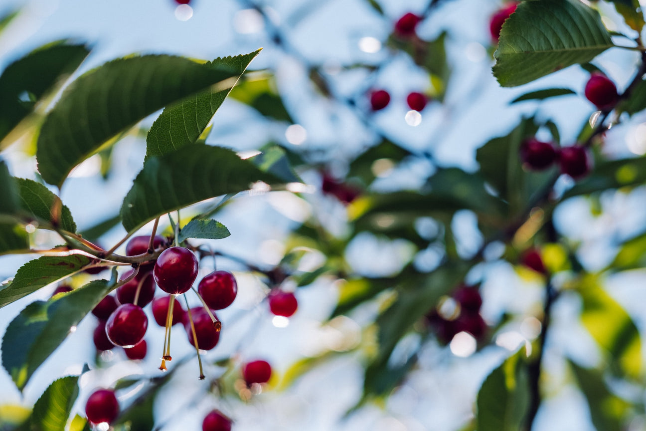 Cherries Online, Big and Sweet - Fresh, Online Sales – Mr. Henry Cherries